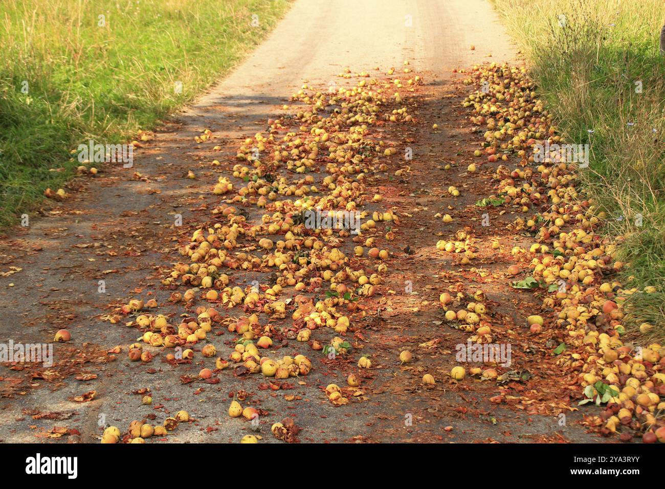 Apples lying on a dirt track and causing a slipping hazard Stock Photo ...