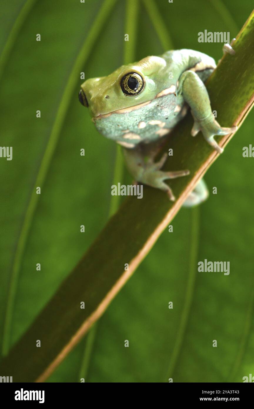 Frogs natural environments hi-res stock photography and images - Alamy