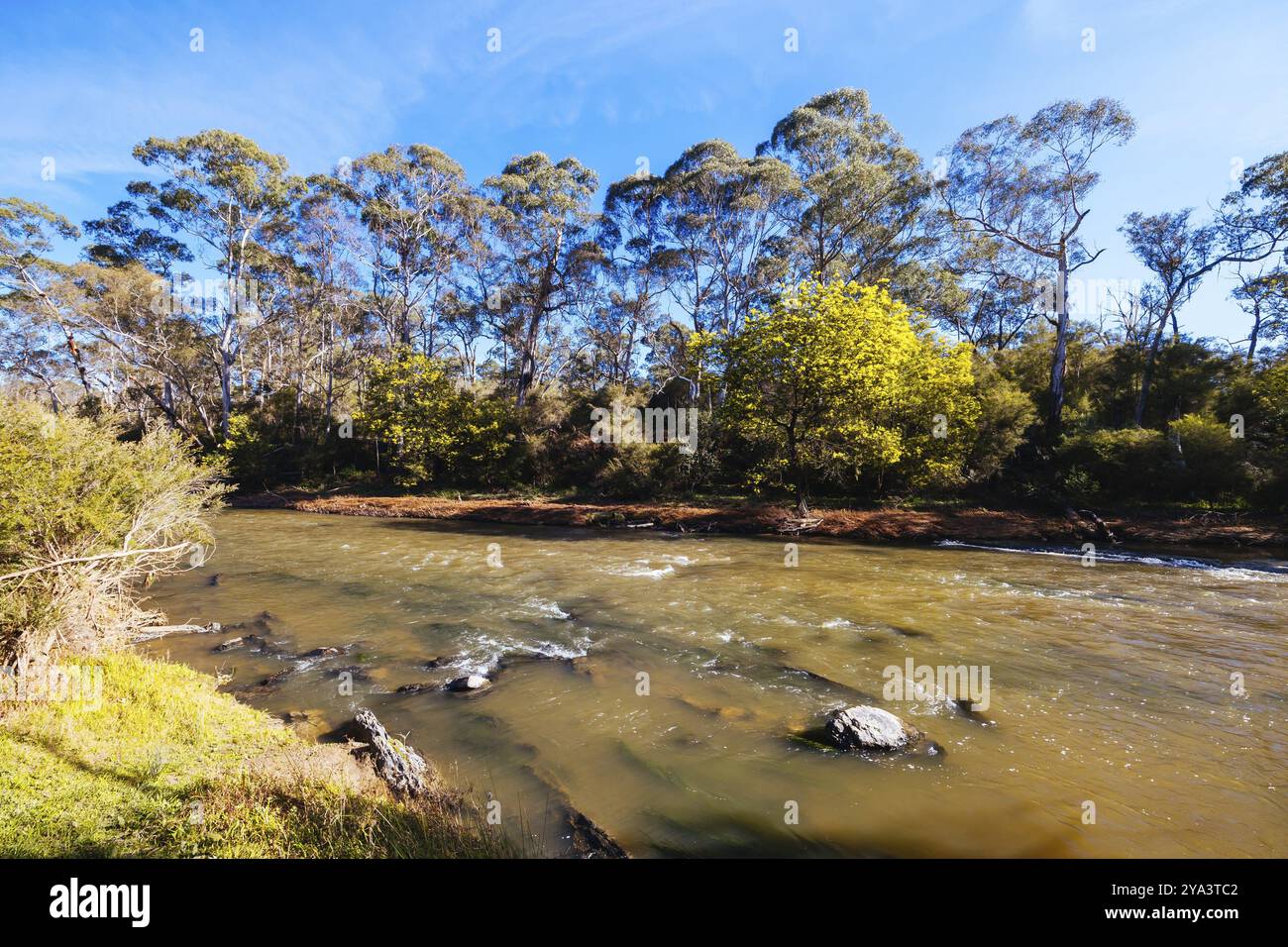 Blue Tongue Bend Walk along the Yarra River as part of Warrandyte State Park on a warm winter's ...