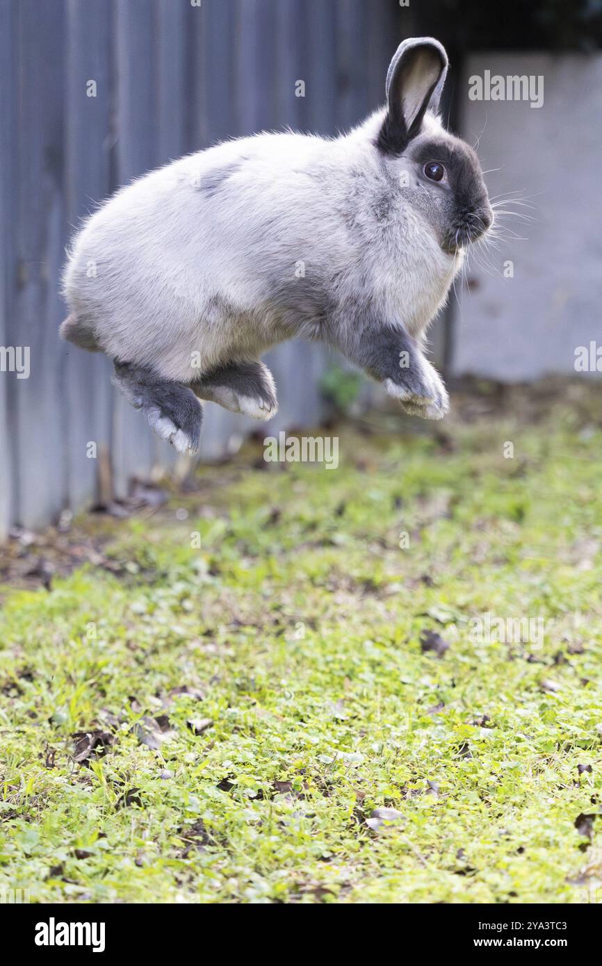 Leaping rabbit hi-res stock photography and images - Alamy