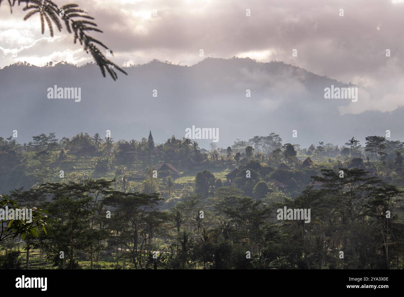 tropical landscape. Rice fields jungle and lots of nature on an island ...