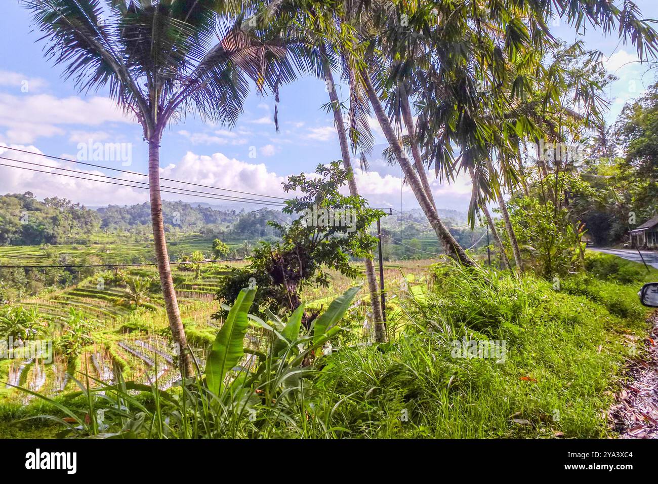 tropical landscape. Rice fields jungle and lots of nature on an island ...