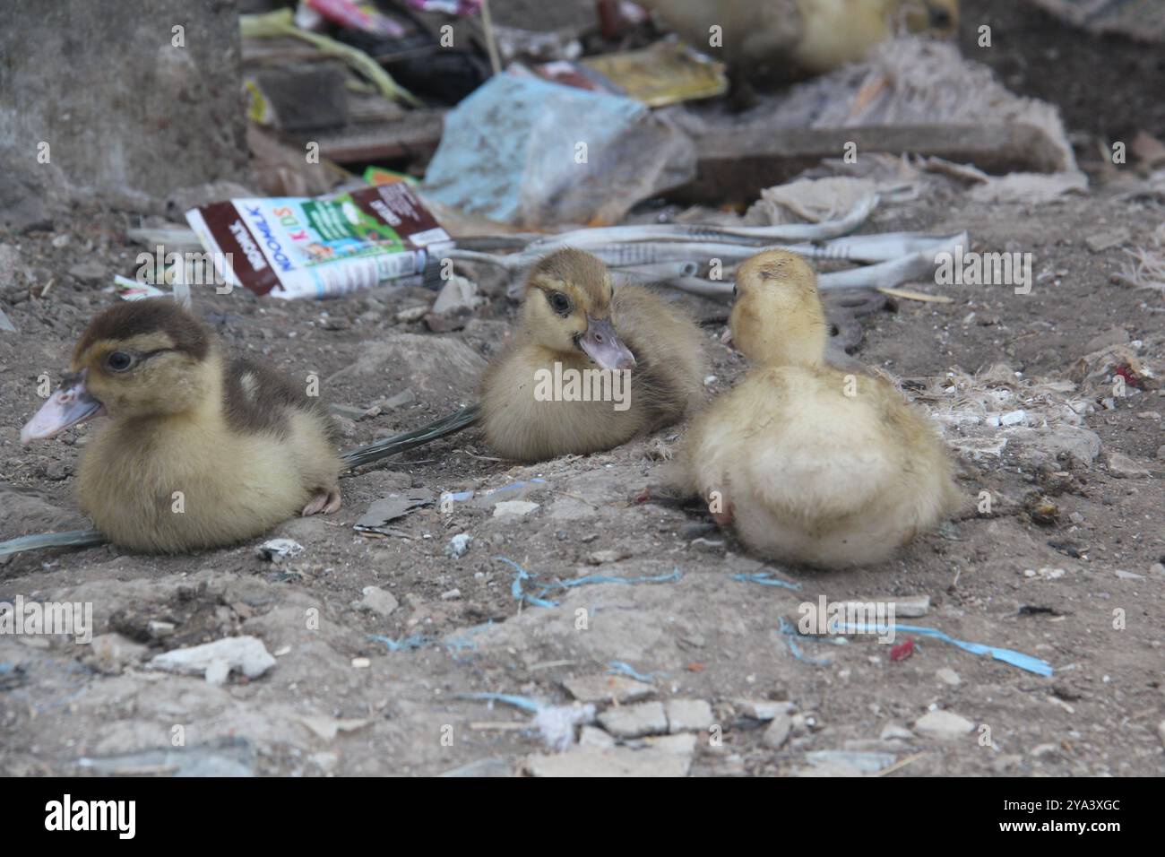 Dump ducks hi-res stock photography and images - Alamy