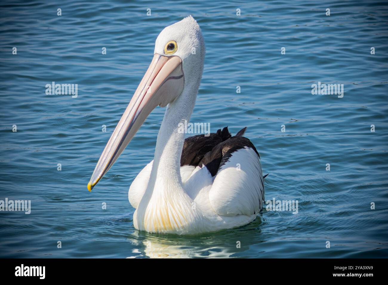 Australian pelican bird wildlife hi-res stock photography and images ...