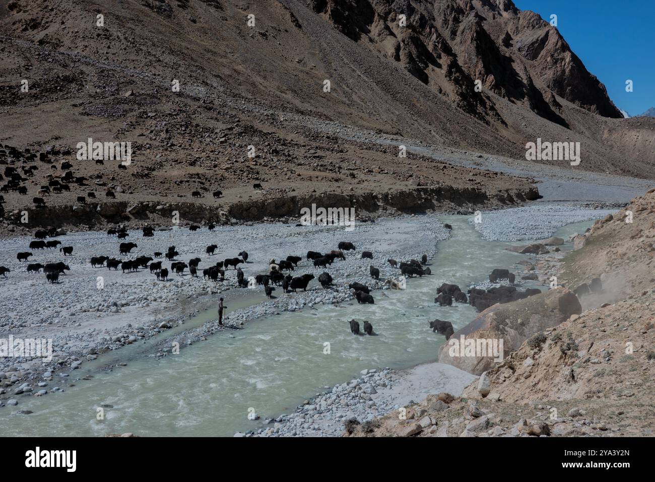 Yaks migrating from the high meadows of Shimshal Pass, Shimshal, Gojal ...