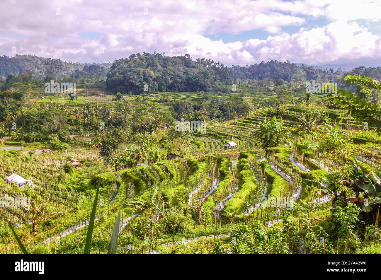 tropical landscape. Rice fields jungle and lots of nature on an island ...