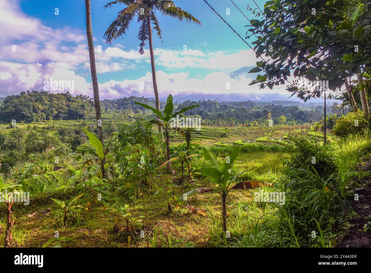 tropical landscape. Rice fields jungle and lots of nature on an island ...