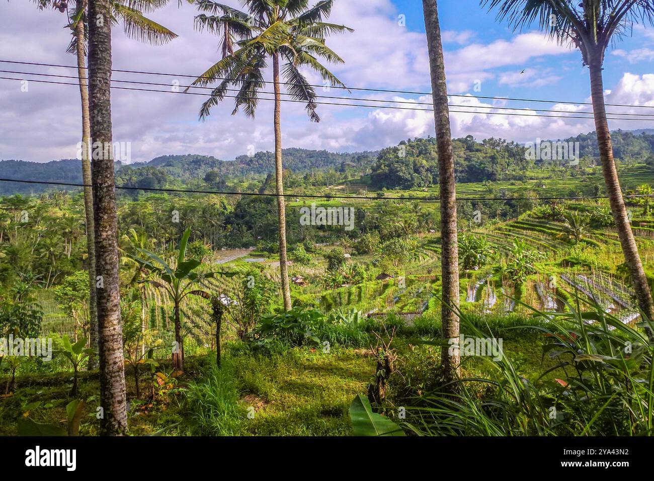 tropical landscape. Rice fields jungle and lots of nature on an island ...
