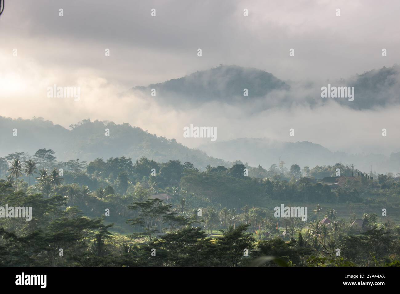 tropical landscape. Rice fields jungle and lots of nature on an island ...
