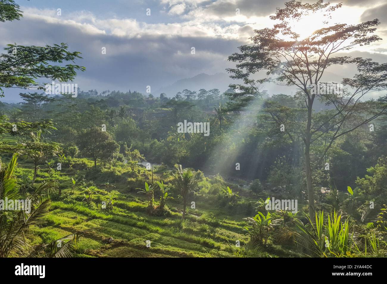 tropical landscape. Rice fields jungle and lots of nature on an island ...