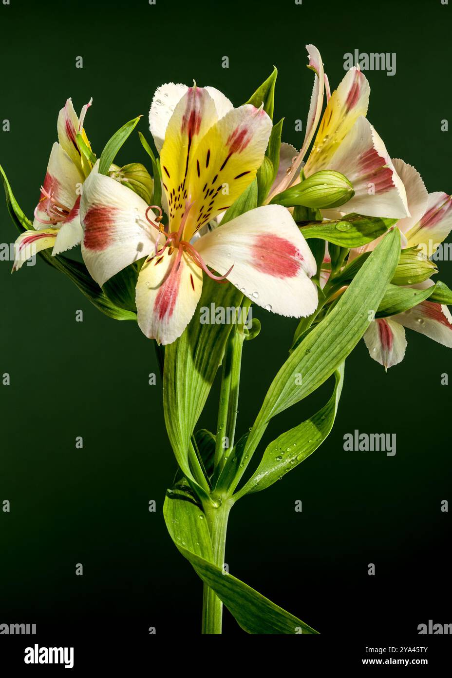 Beautiful Blooming white-pink Alstroemeria Rebecca flower on a green ...