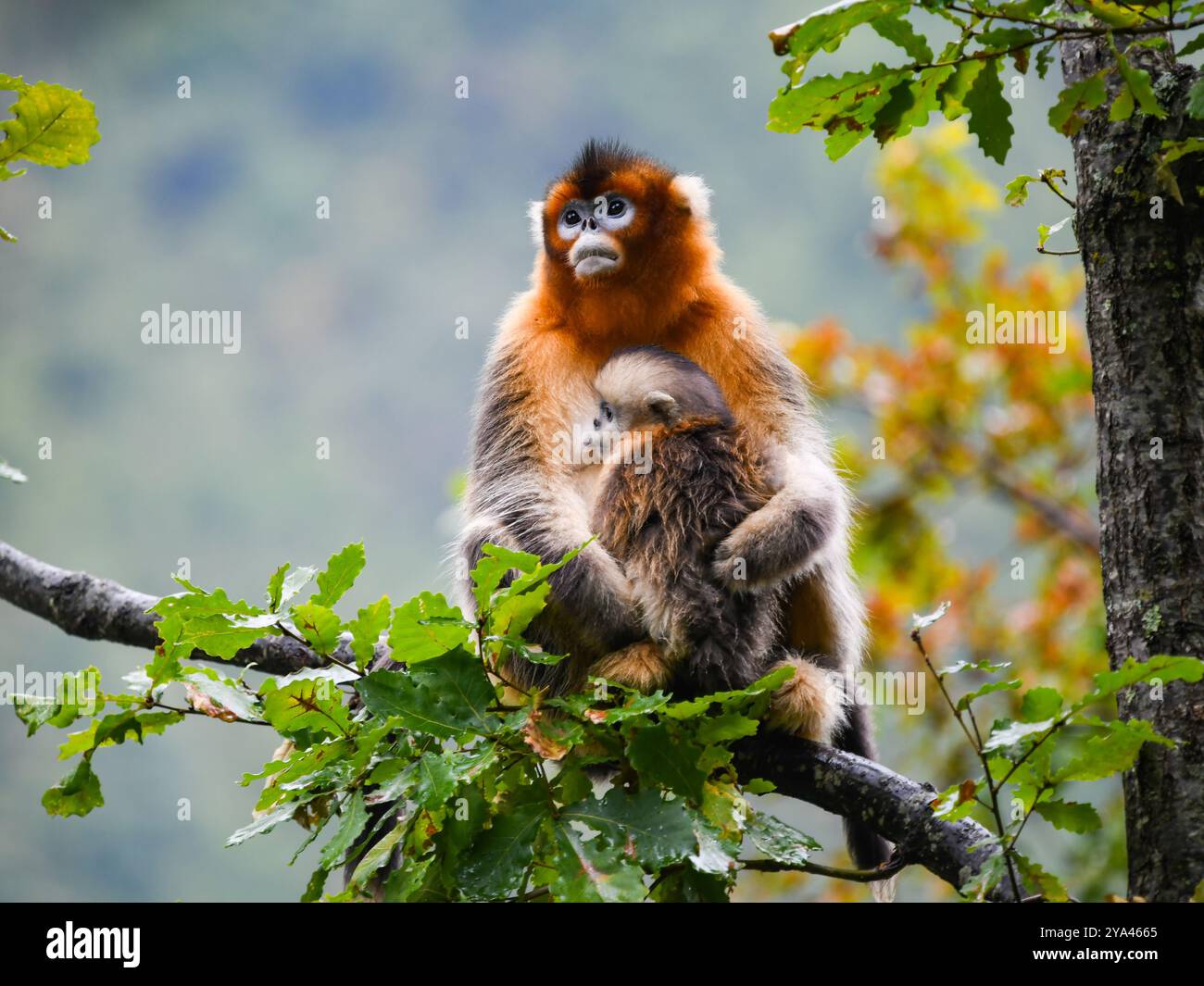 (241012) -- JIUZHAIGOU, Oct. 12, 2024 (Xinhua) -- Sichuan golden snub ...