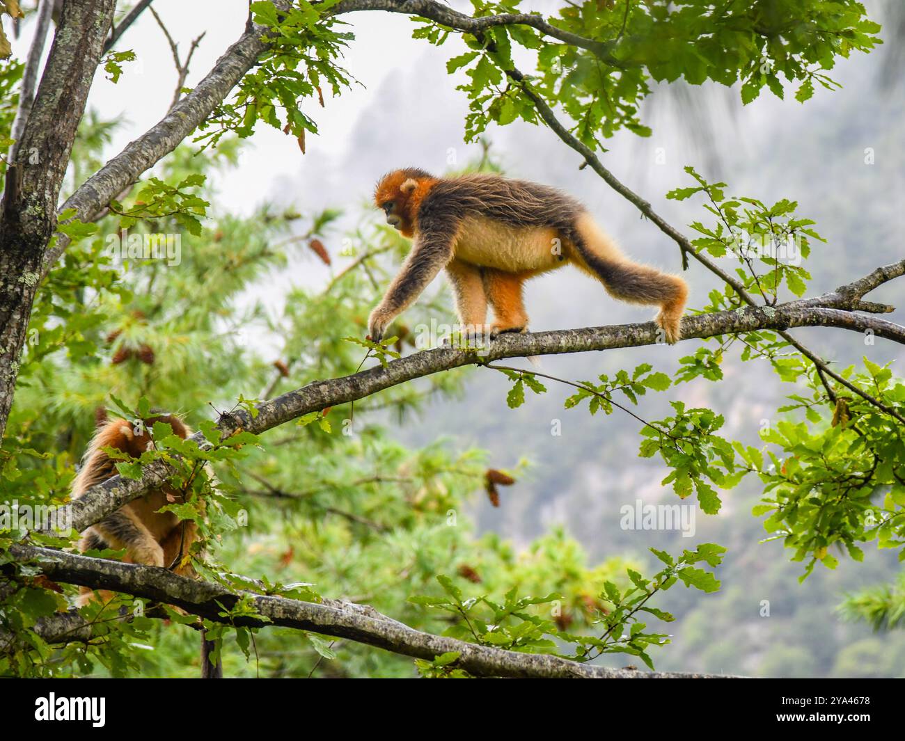 (241012) -- JIUZHAIGOU, Oct. 12, 2024 (Xinhua) -- Sichuan golden snub ...