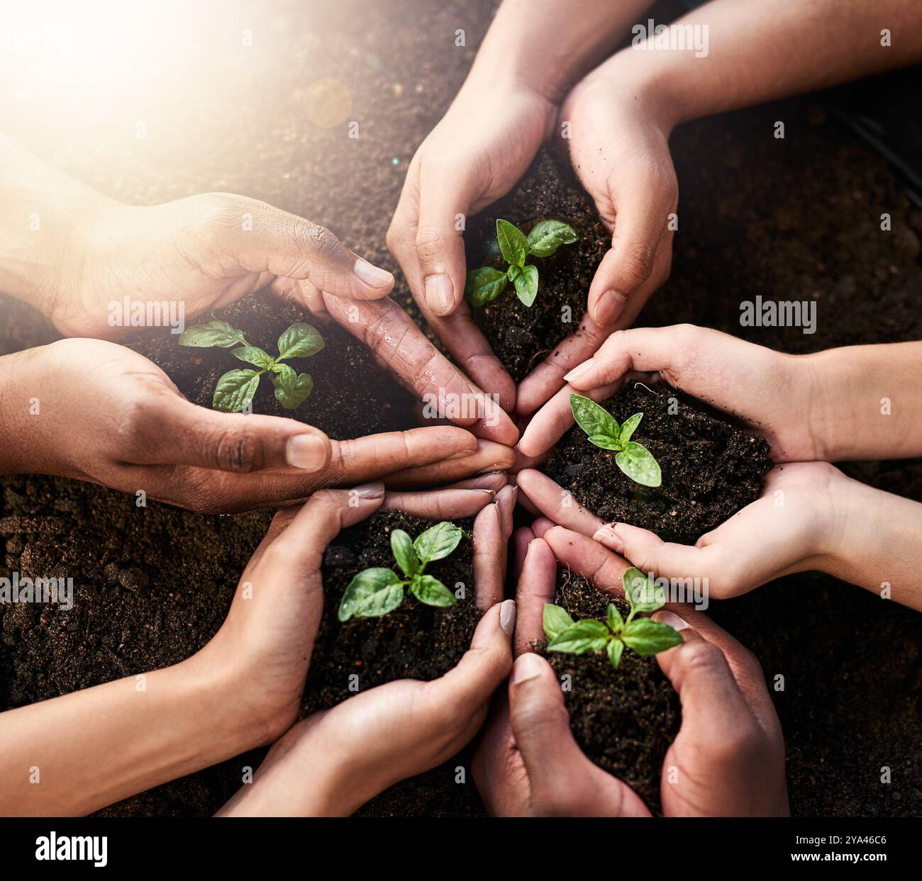 Hands, people and help with soil for plants growth of environment ...