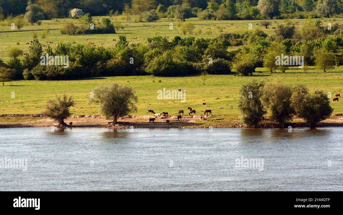 An island on Danube the river near Novi Sad with cows and horses of ...