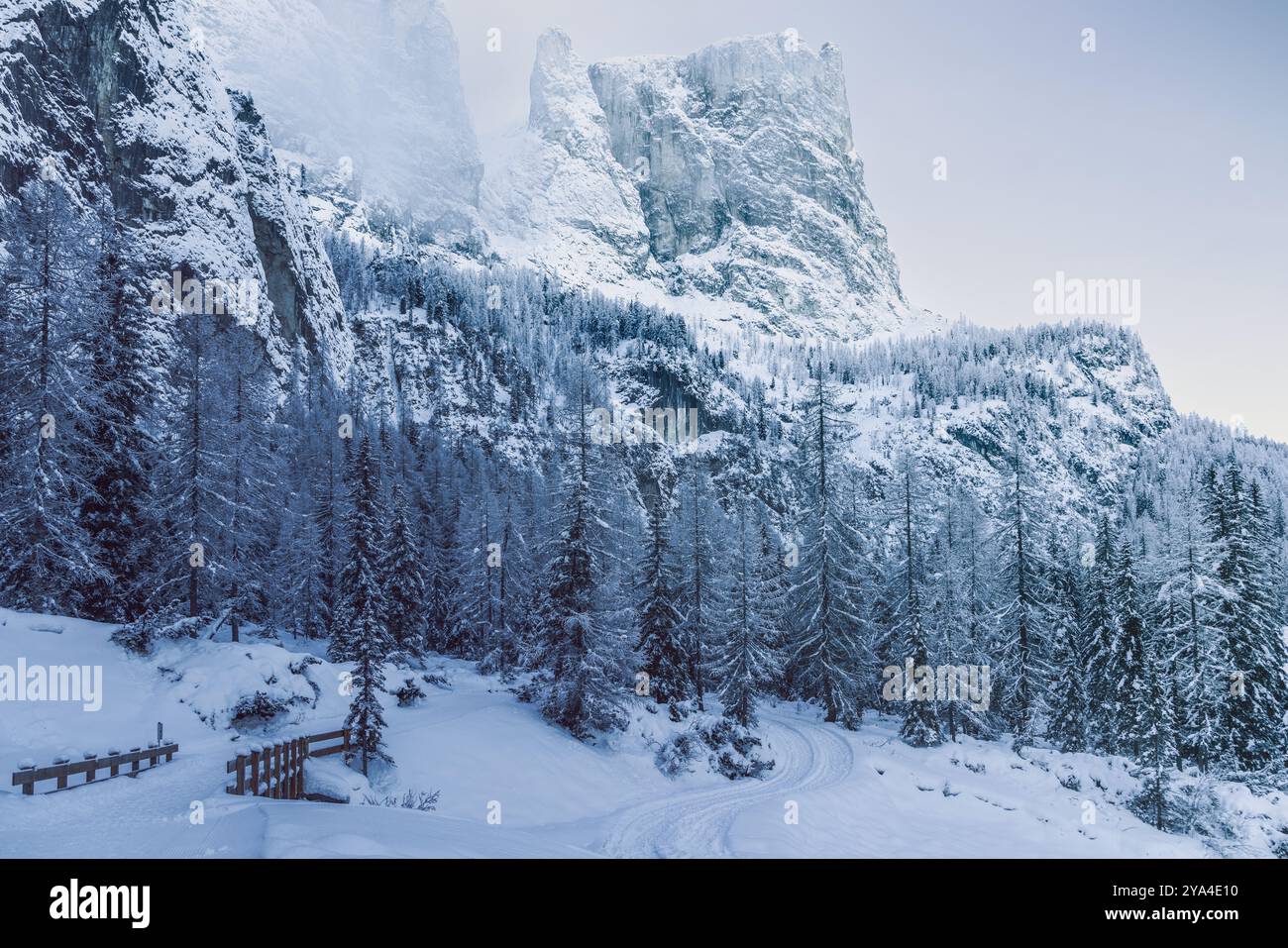 Steep snow covered cliffs and dense coniferous forest in the Dolomites ...
