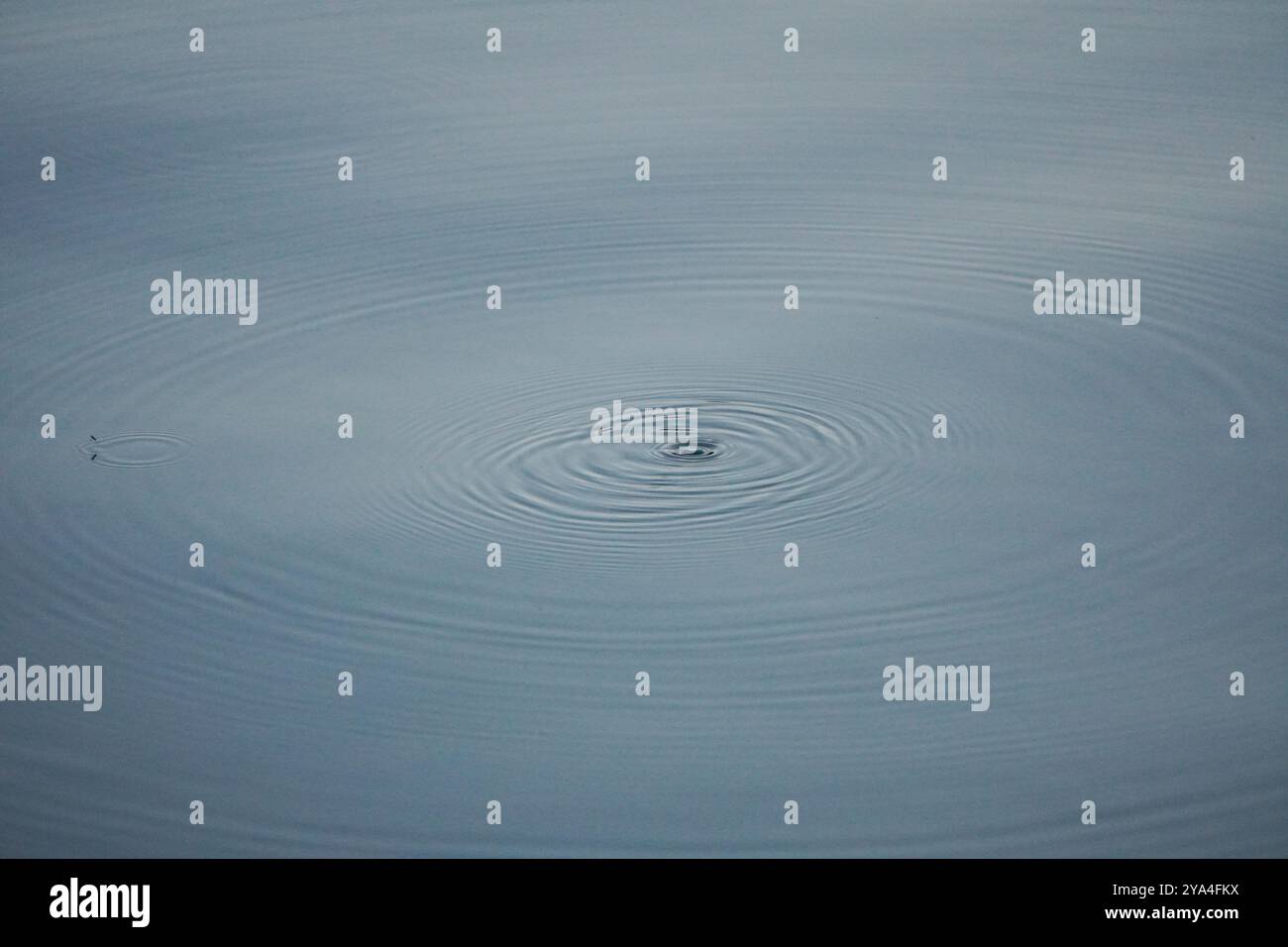 Circular ripples created by a water drop on the calm surface of a lake ...