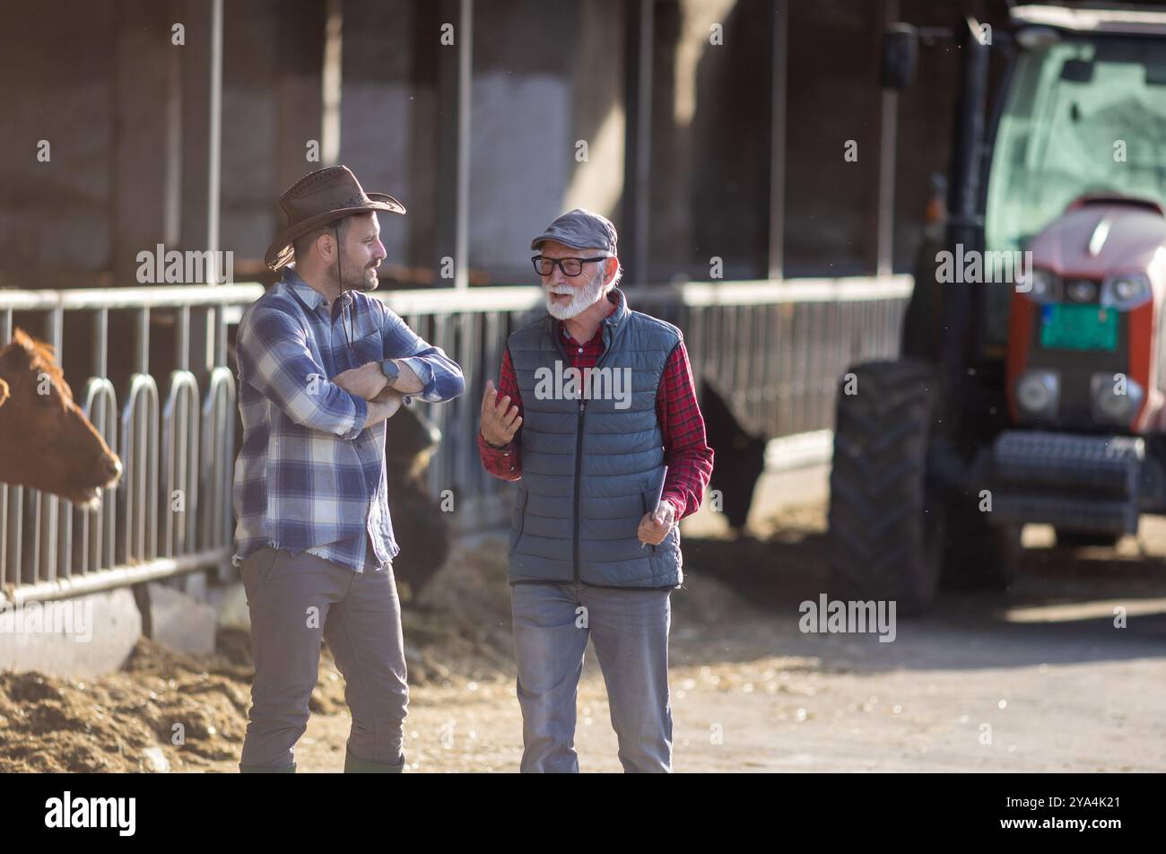 Two smiling farmers talking in front of cowshed and tractor on cattle ...