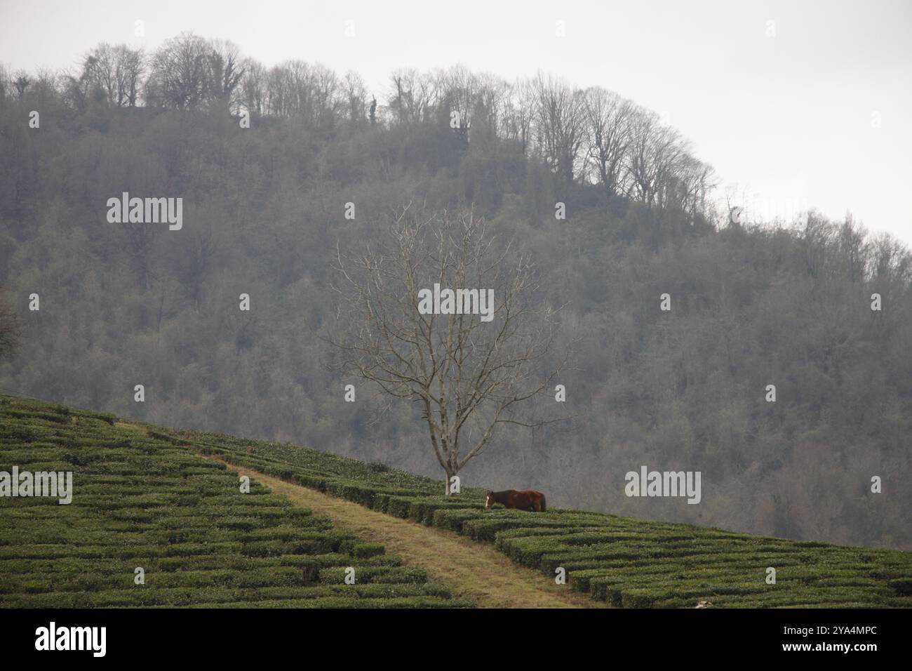 Tea farm in Foman,iran. A horse was also roaming in the field. Gilan ...