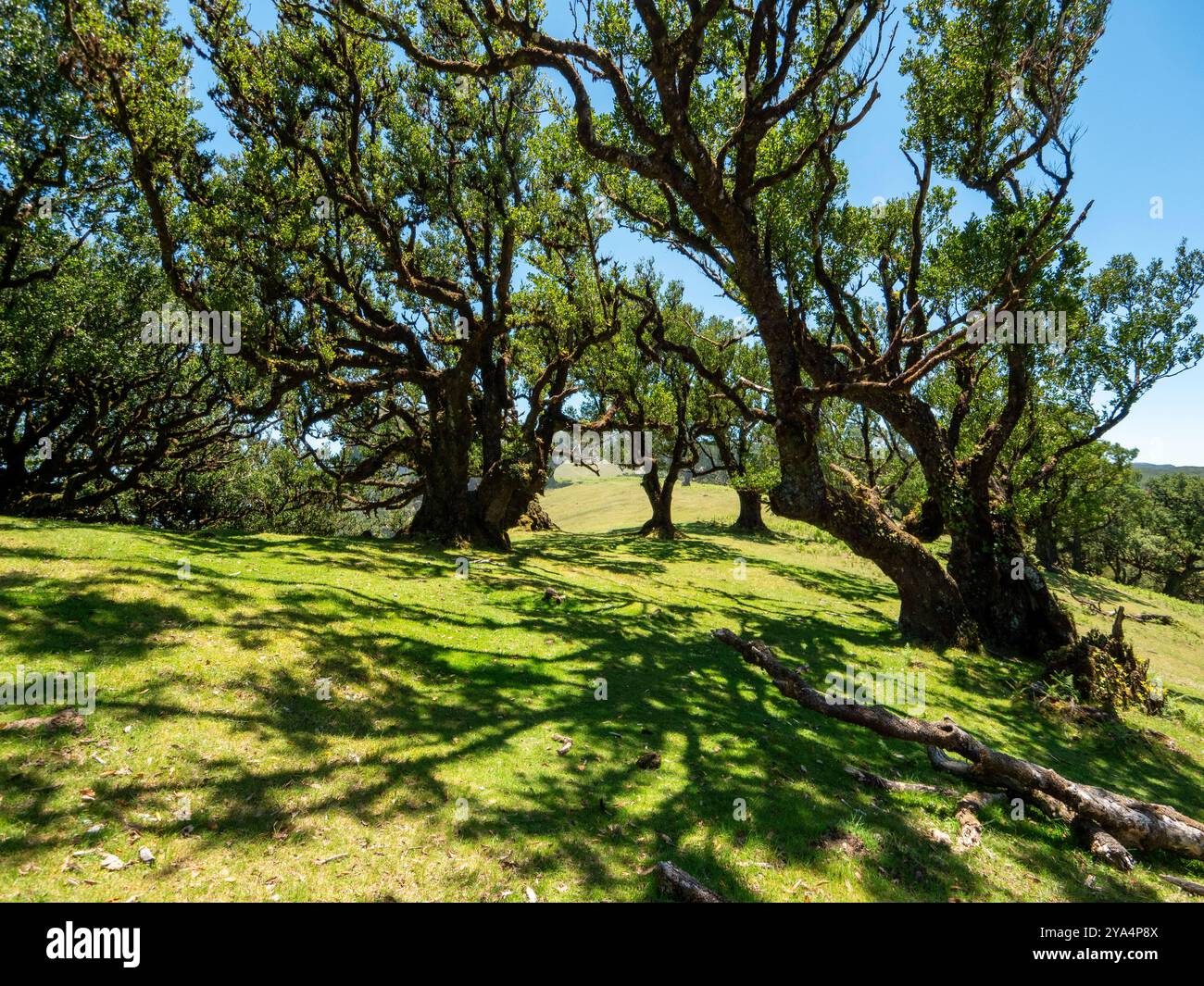 The magical laurel forest, known as the fairy garden on Madeira. A ...