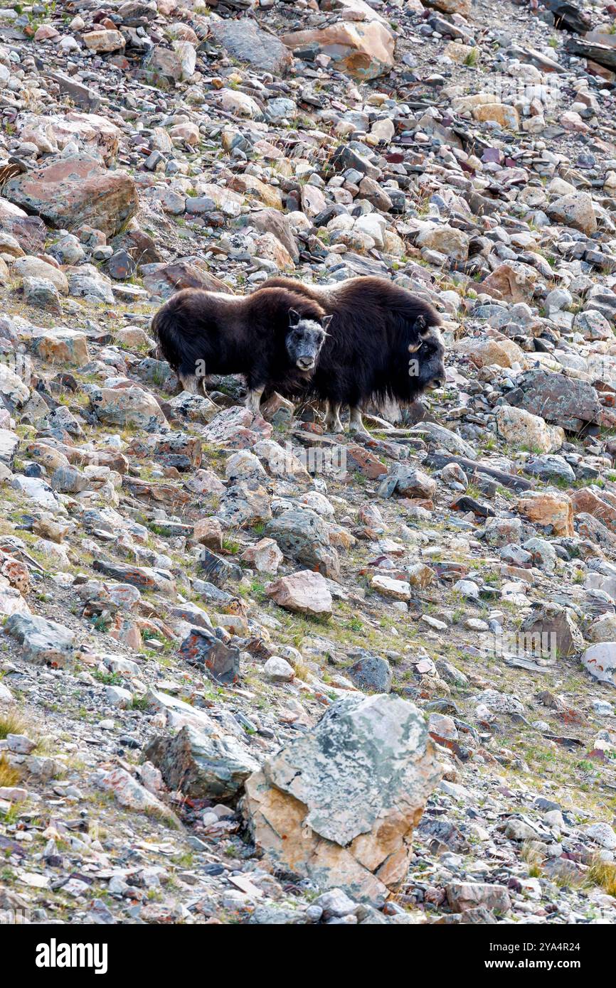 Mother and calf musk ox, Ovibos moschatus, on the moraine slopes of ...