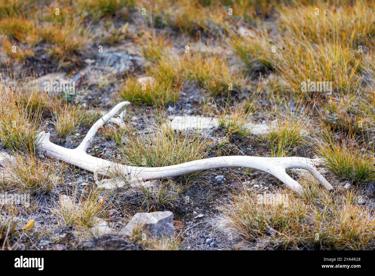 Antler of extinct East Greenlandic Reindeer, Rangifer tarandus ...