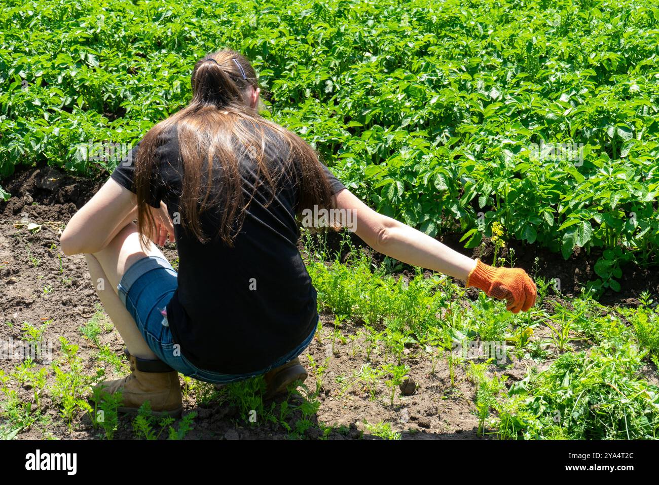 Weeding landscape hi-res stock photography and images - Alamy