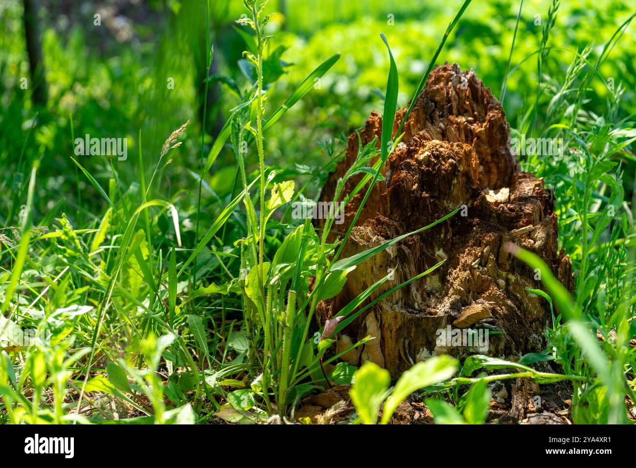 Stump insects hi-res stock photography and images - Alamy