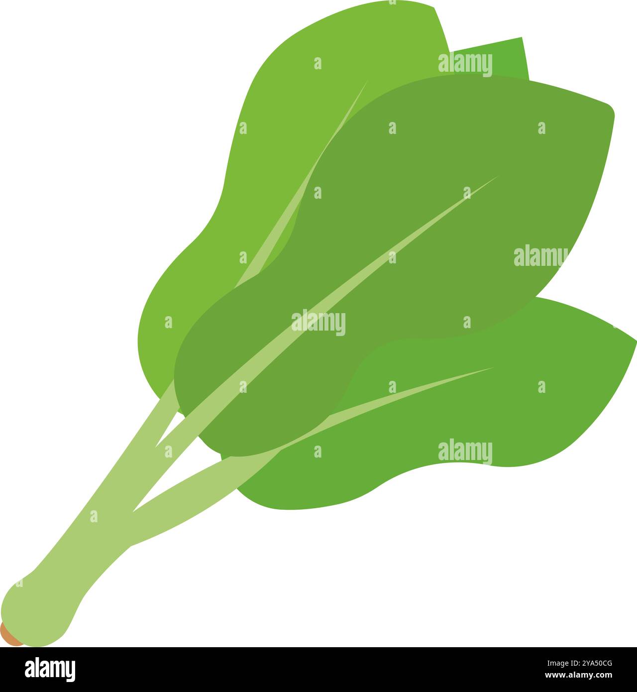 Vegetable herb fresh green Stock Vector Images - Alamy