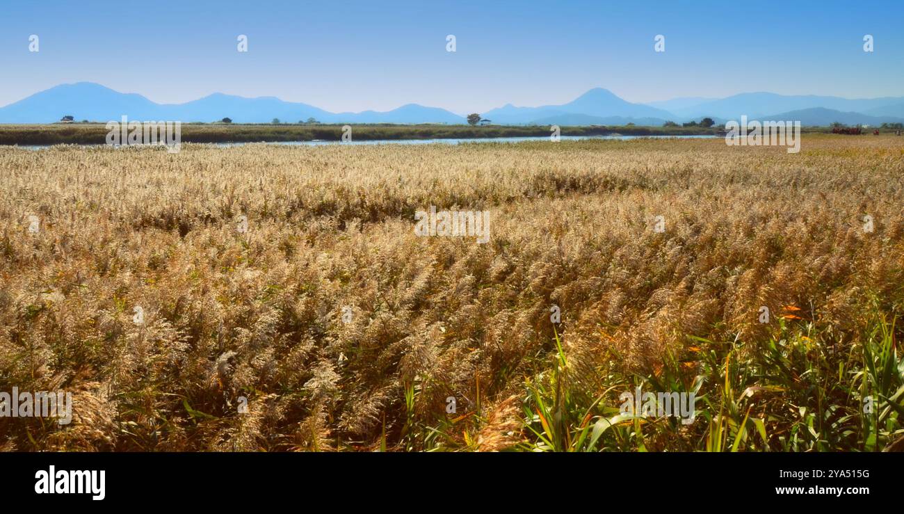Reed fields in Suncheon bay, Jeollanamdo, South Korea Stock Photo - Alamy