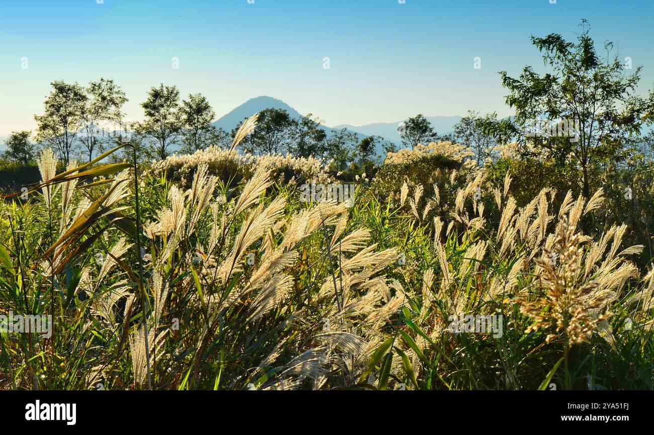 Reed fields in Suncheon bay, Jeollanamdo, South Korea Stock Photo - Alamy