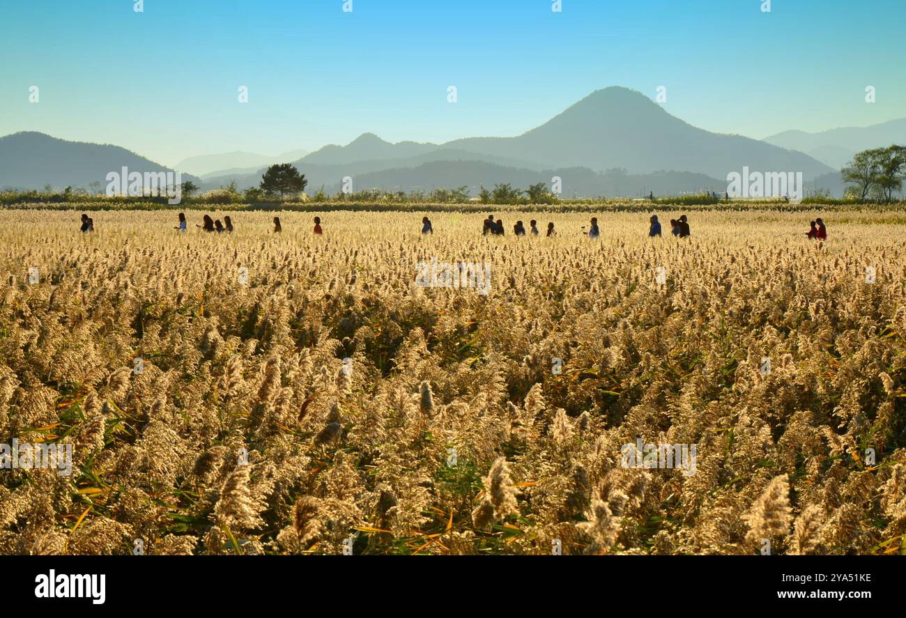 Reed fields in Suncheon bay, Jeollanamdo, South Korea Stock Photo - Alamy