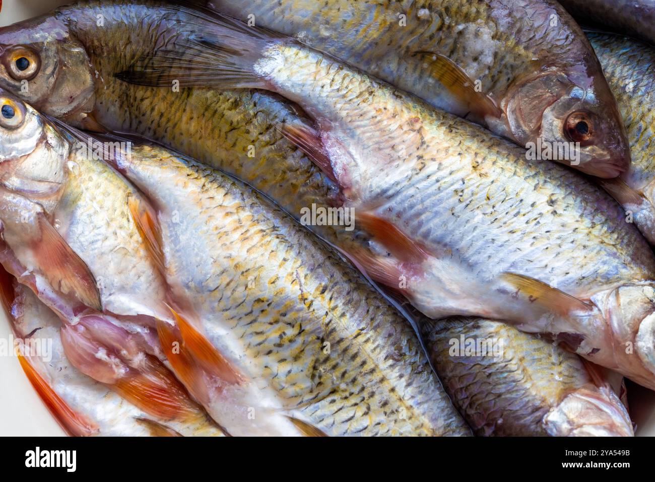 pile of gutted and scaled uncooked freshwater fish with heads Stock ...