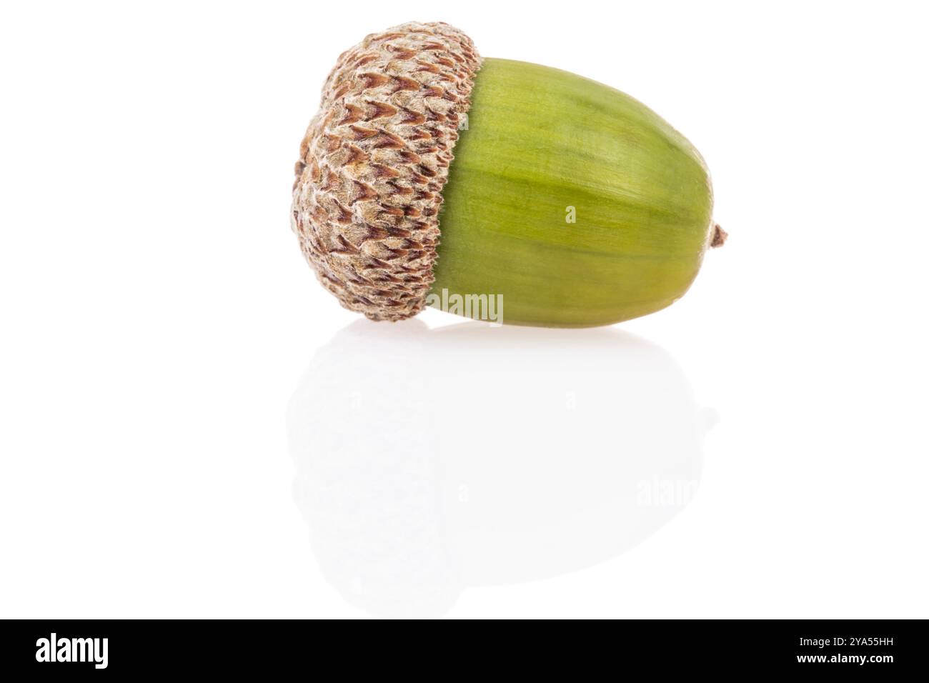 acorns, side view beautiful fresh green acorn isolated on white ...