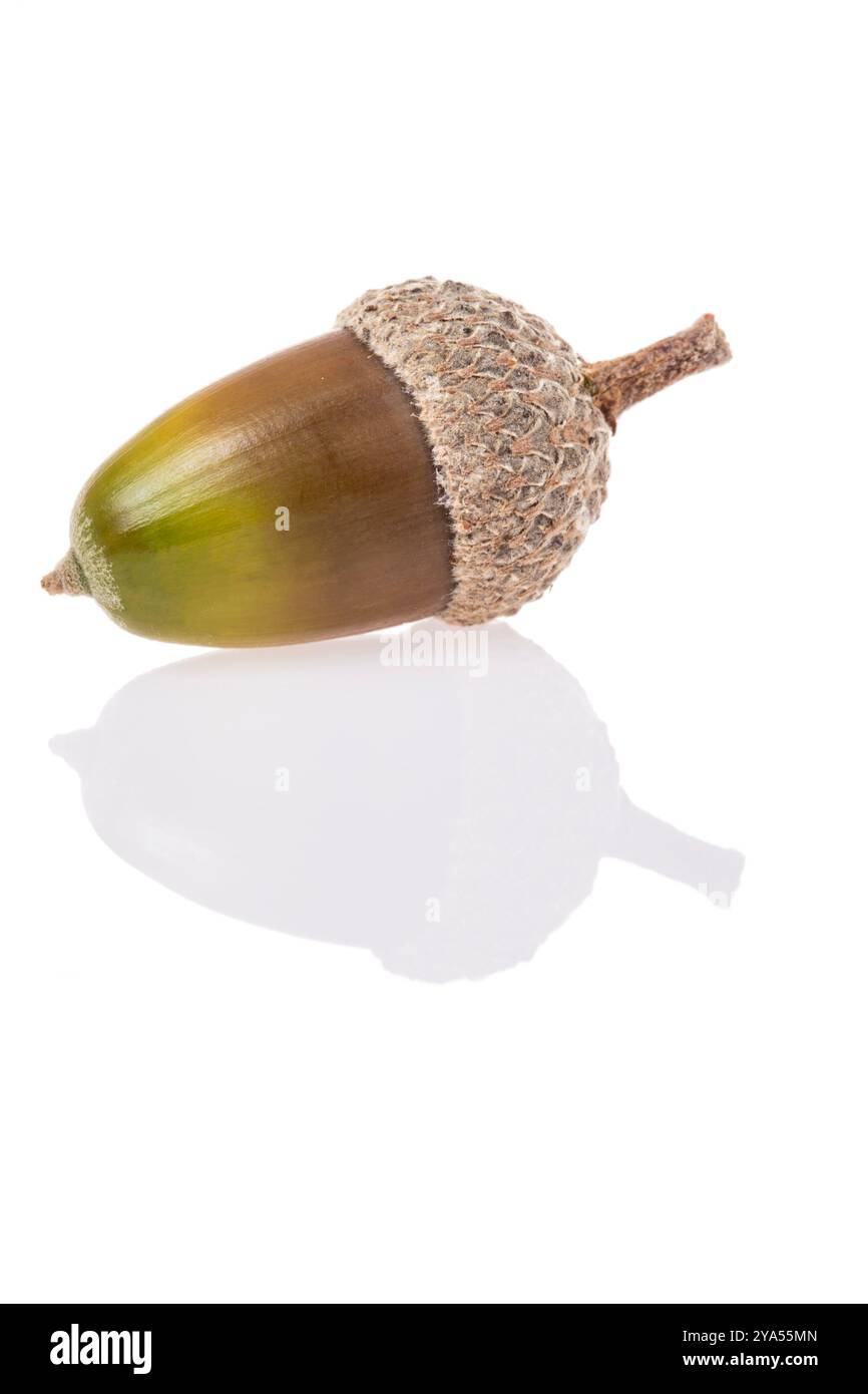 acorns, side view beautiful brown and green acorn isolated on white ...