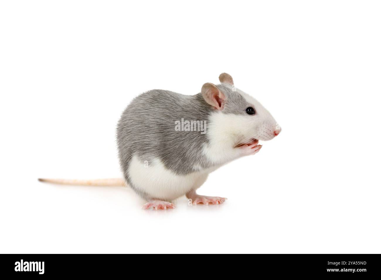 Small gray rat standing up on its hind legs on a white background Stock ...