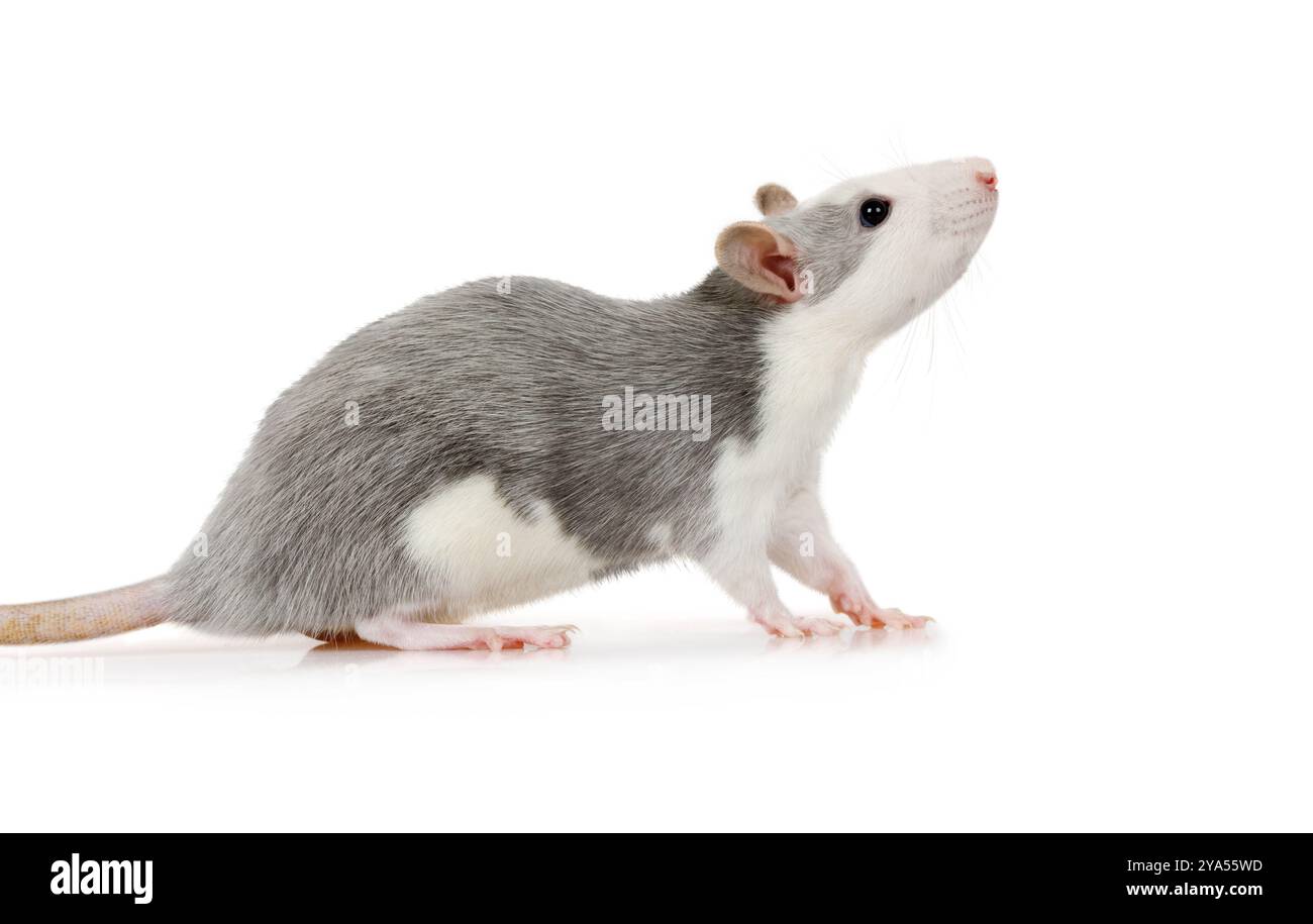 Funny white rat sitting on hi-res stock photography and images - Alamy