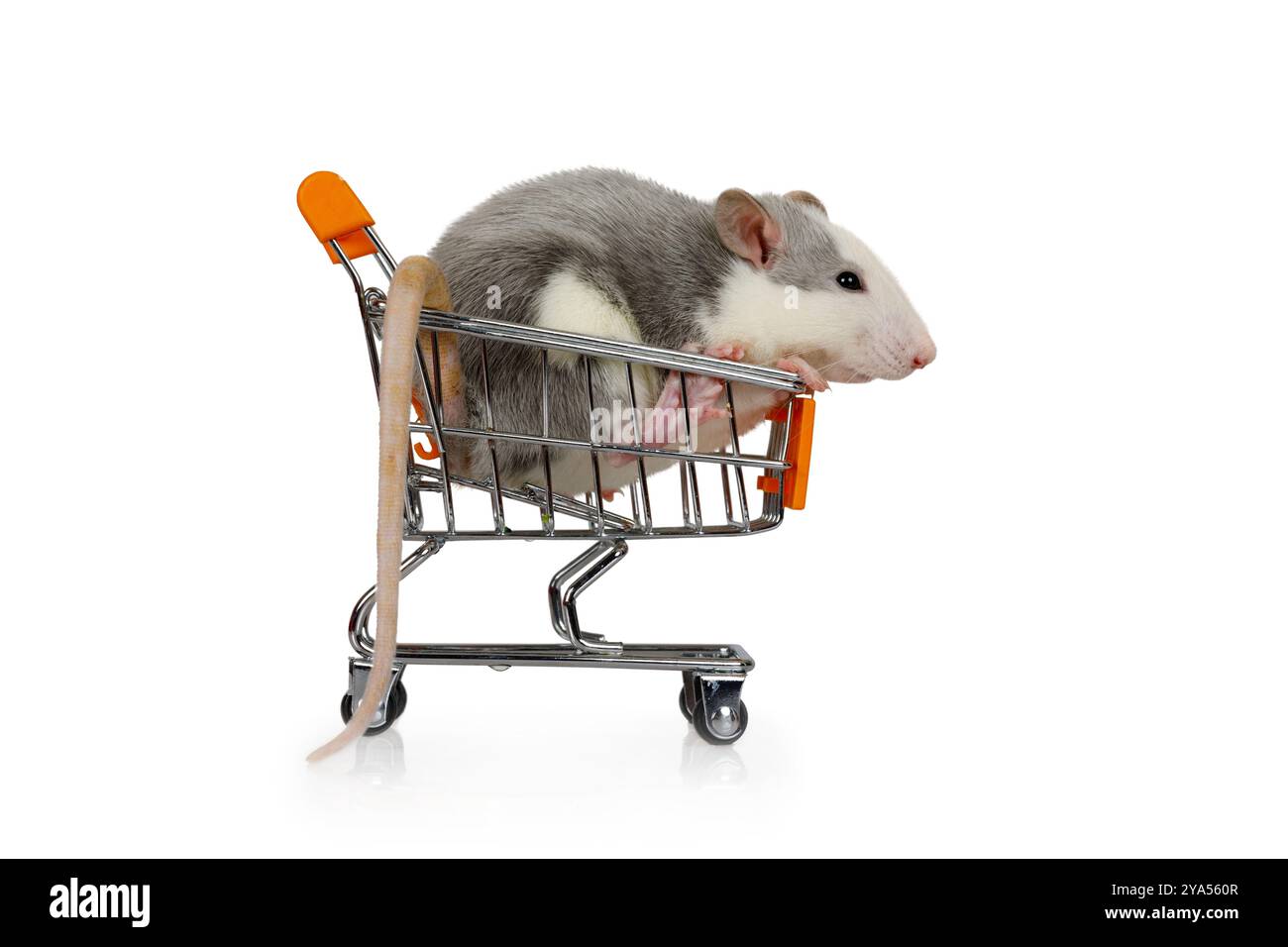 Shopping concept cute little Cut Out Stock Images & Pictures - Alamy