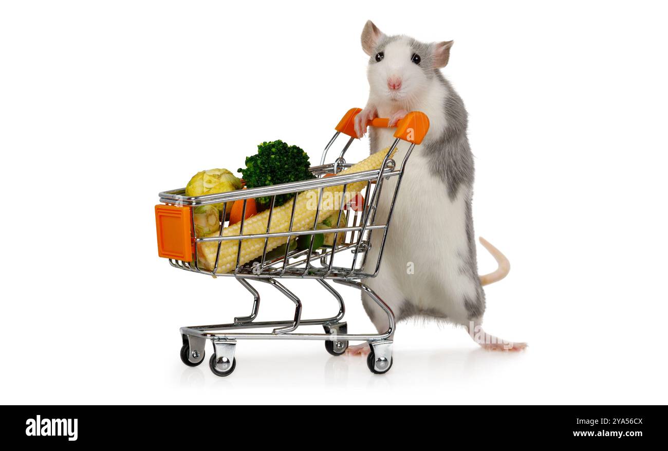 Little funny gray rat carries shopping cart full of fresh vegetables ...