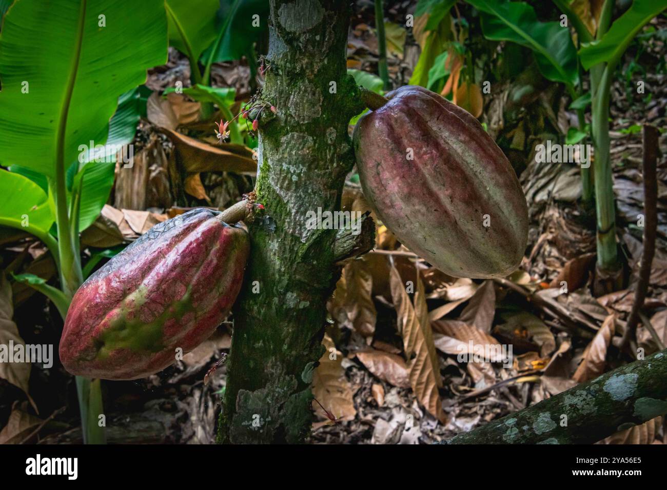 Cocoa source hi-res stock photography and images - Alamy