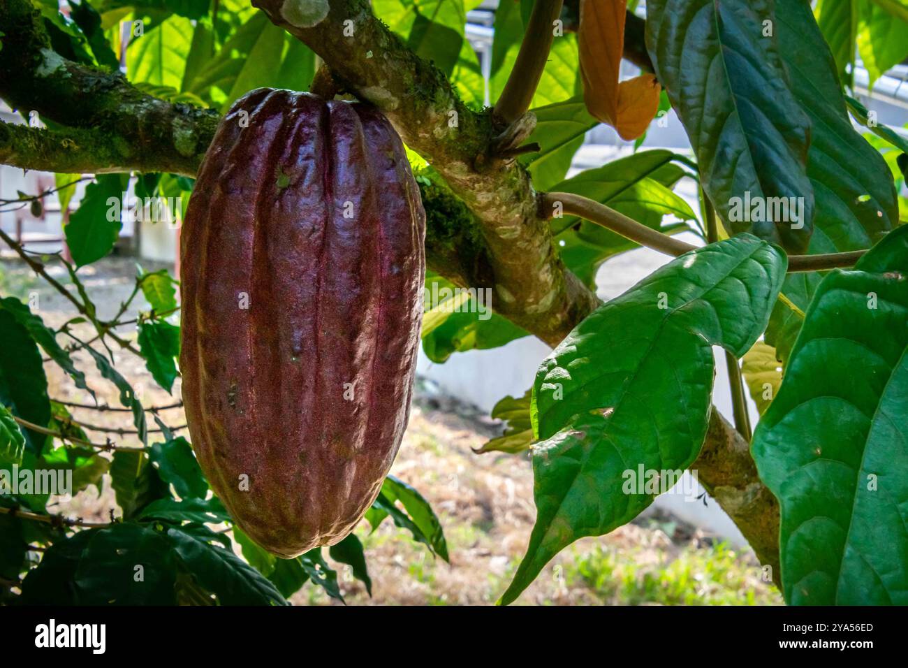Cocoa source hi-res stock photography and images - Alamy