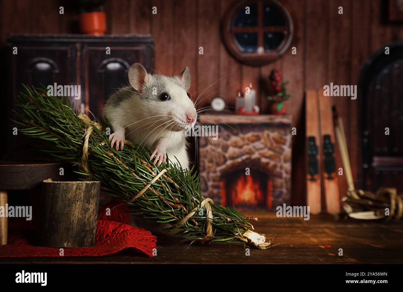 Little cute gray rat brought a Christmas tree to his cozy house Stock ...
