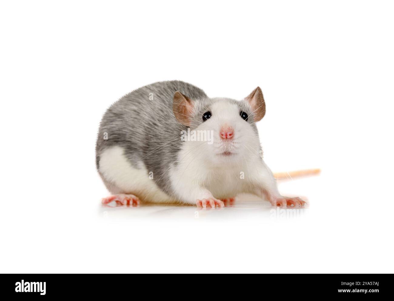 Nice little gray rat looks at the camera sitting on a white background ...