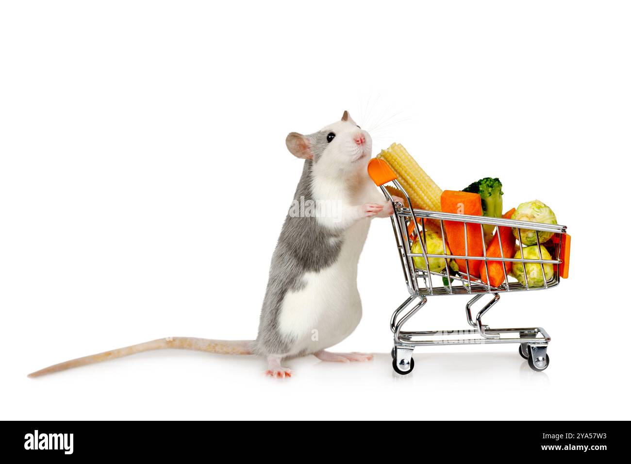 Funny little rat carries shopping cart full of fresh vegetables ...