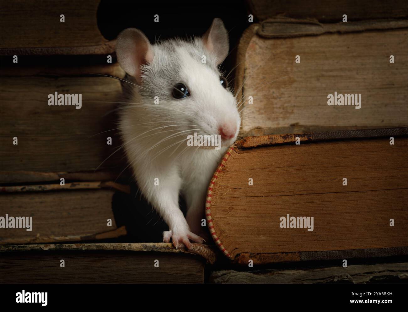 Little cute gray rat crawls between old books in the library Stock ...
