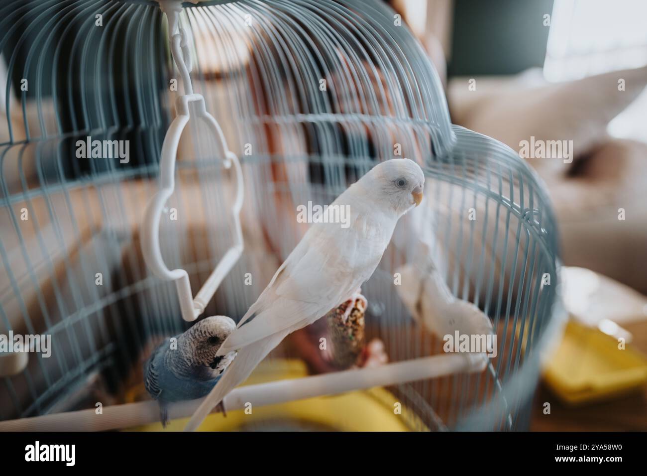 Colorful parakeets perched inside a cozy home birdcage Stock Photo - Alamy