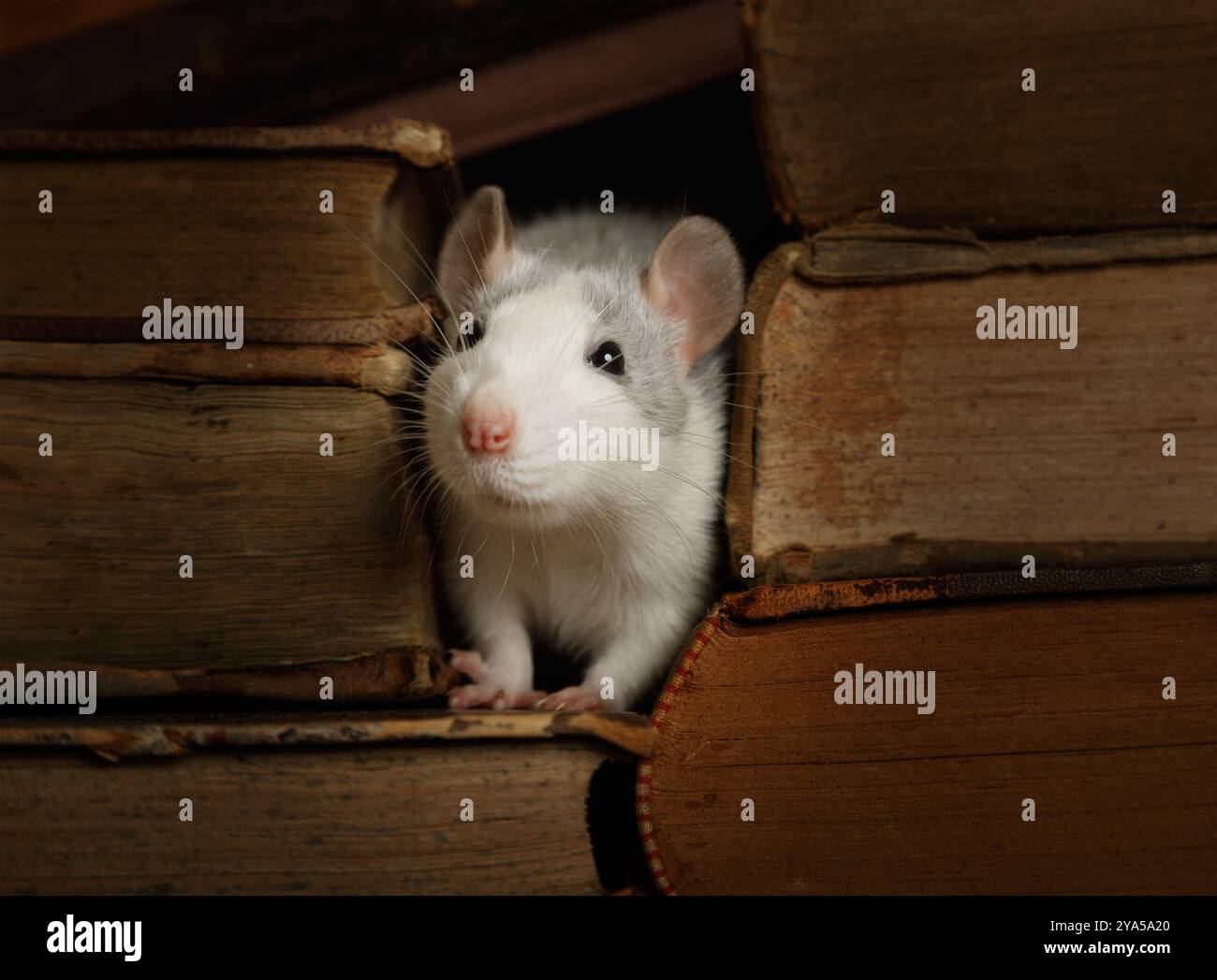 Small cute gray rat crawls between old books in the library Stock Photo ...