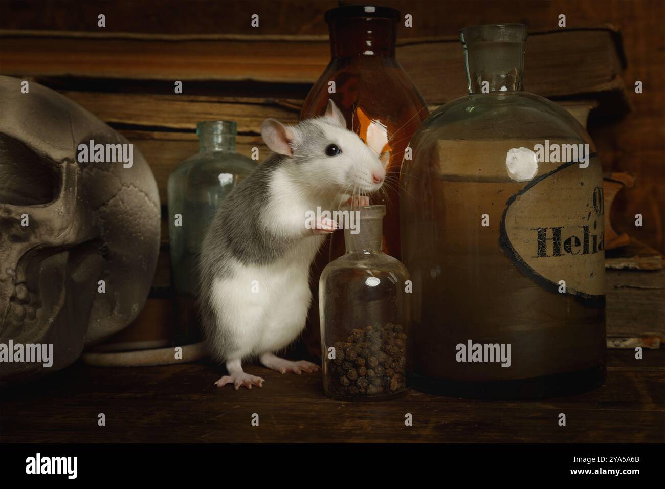 Rodent skull and house hi-res stock photography and images - Alamy