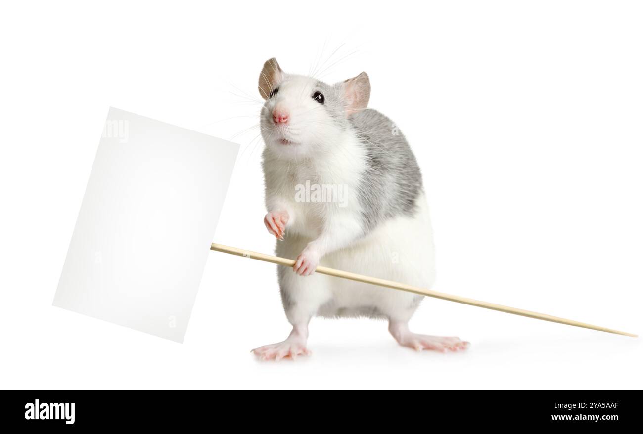 Small cute rat with poster in her hands isolated on white background ...