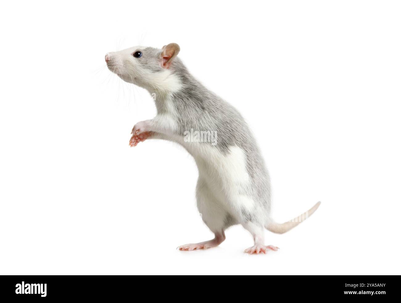 Little cute rat standing on his hind legs on a white background Stock ...